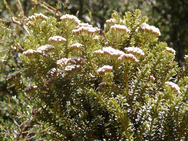 Olearia Pietro Scibilia Sicily